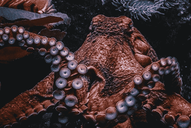 Octopus Dreams & Dreaming Of Octopuses | Dream Meanings 42
